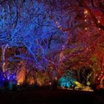 Wonderland by Night Norfolk Island - What is Wonderland by Night?