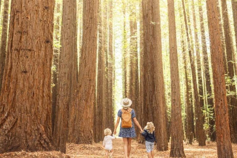 Yarra Valley | Redwoods, Wildlife, Wine, Chocolate - Practical Considerations and Tips