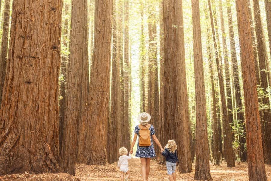 Yarra Valley | Redwoods, Wildlife, Wine, Chocolate - Practical Considerations and Tips