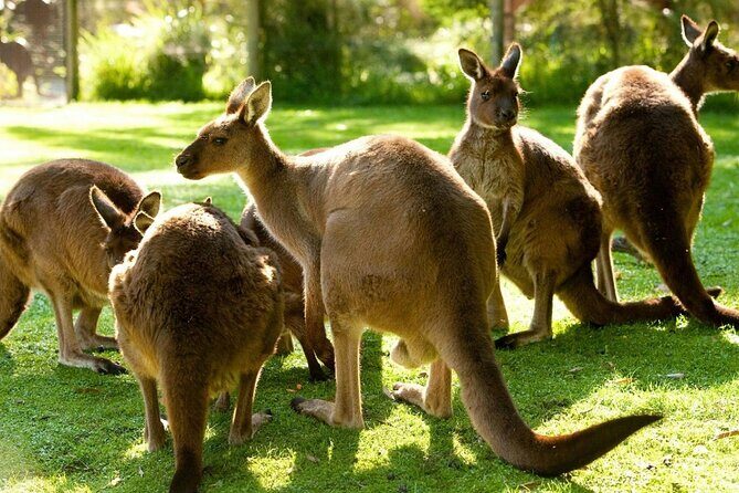 Yarra Valley Small Group | Redwoods, Wildlife, Winery & Chocolate - Practical Details & Tips