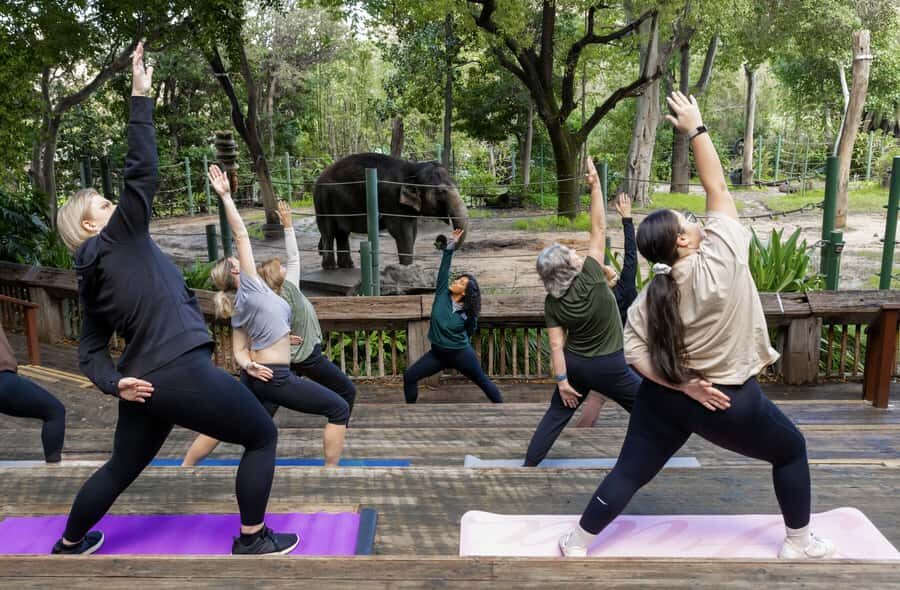 Zen In The Zoo - A Detailed Look at the Experience