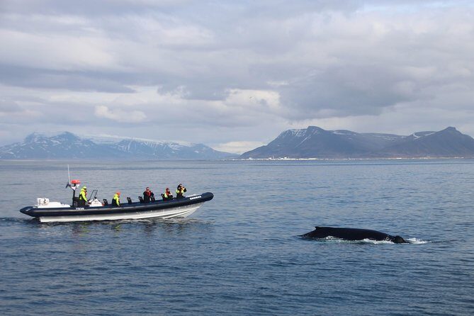 2-Hour RIB Boat Whale Watching Tour from Reykjavik - Who Is This Tour Best For?