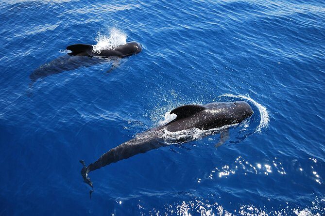 2h Viking Cruise Whales & Dolphins Watching - Practical Details & What to Expect