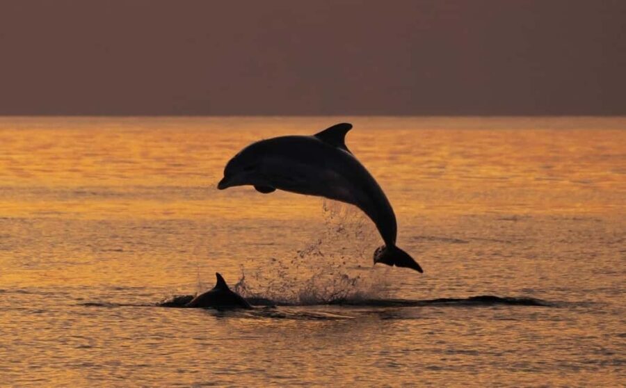 3hours Dolphin Sunset watching with unlimited drinks +dinner - Analyzing the Value