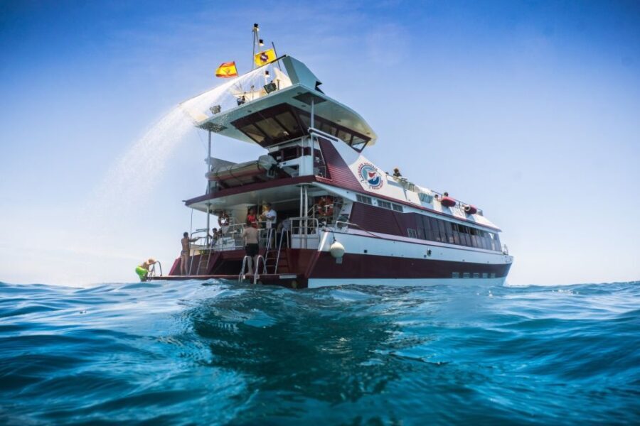 Adeje: Whale and Dolphin Watching Cruise with Lunch and Swim - Who Should Consider This Tour?