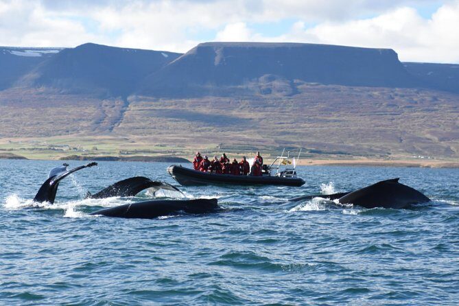 Akureyri Express Whale Watching by RIB boat - The Cost and Value