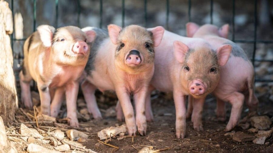 Alghero: visit an animal shelter in Olmedo - Who Should Consider This Experience?