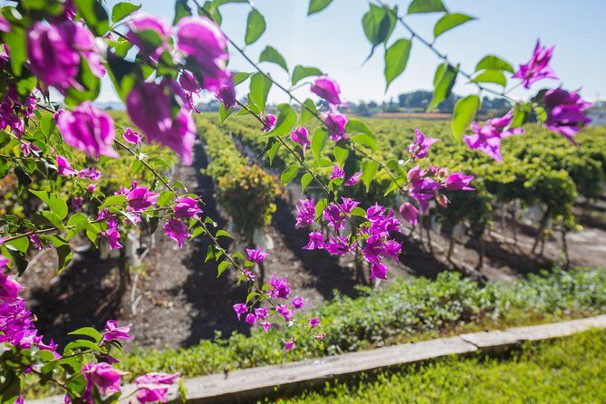 Alicante: Small-Group Countryside Wine Tour with 4 Tastings - Who Will Love This Tour?