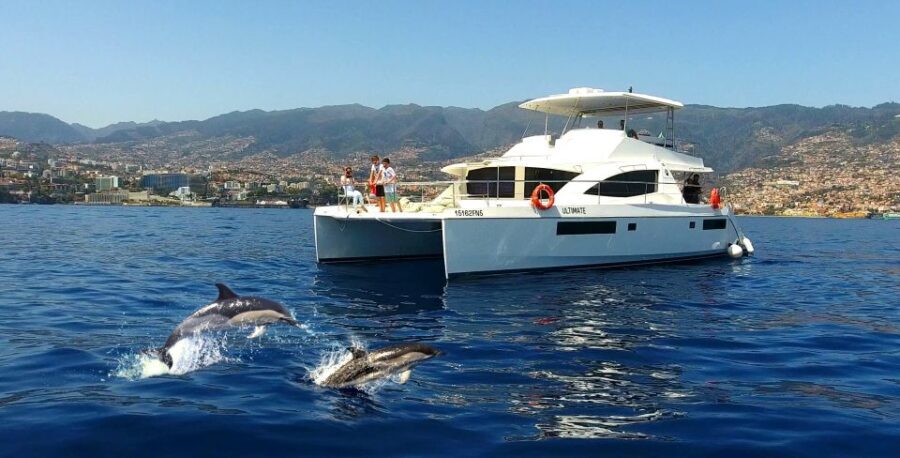 All Inclusive Whale and Dolphin Watching Luxury Tour - The Value for Money