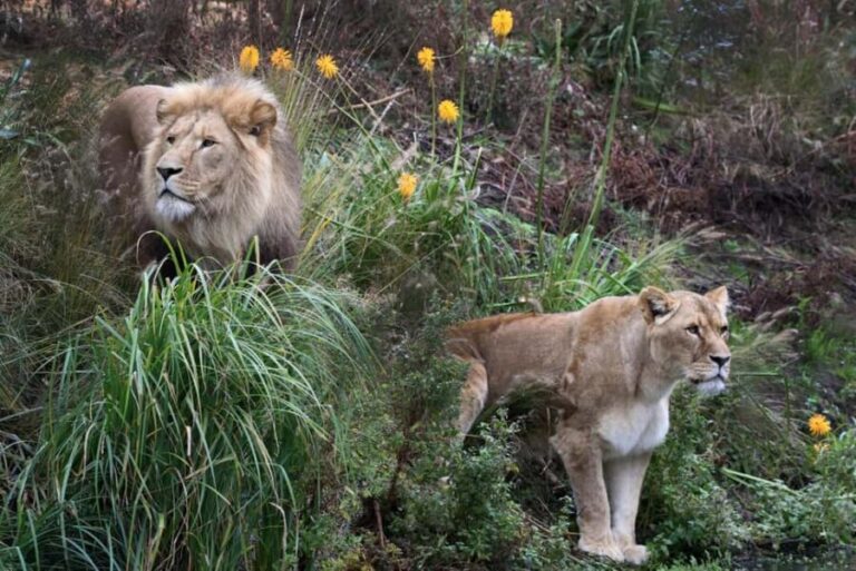 Amsterdam: ARTIS Amsterdam Royal Zoo Entry Ticket - The Sum Up