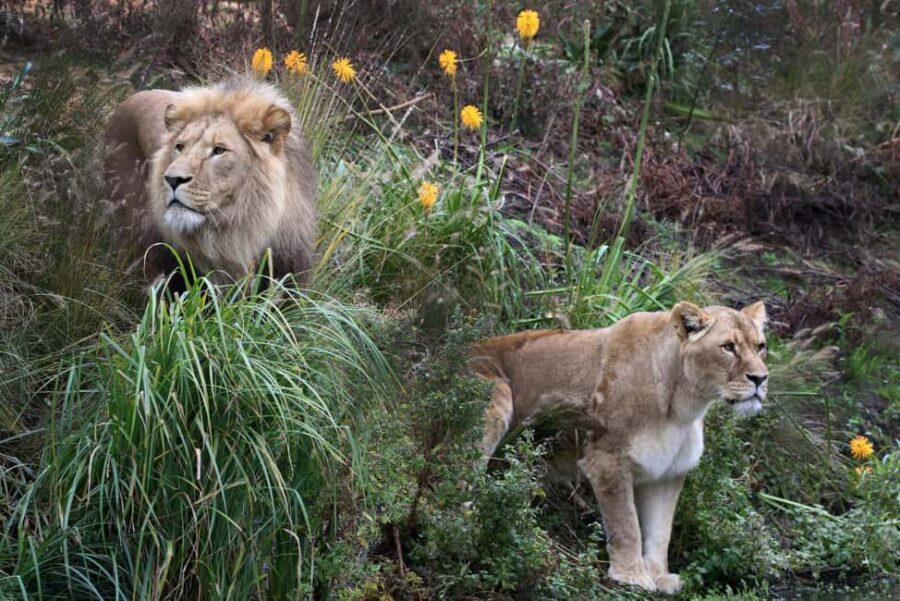 Amsterdam: ARTIS Amsterdam Royal Zoo Entry Ticket - The Sum Up