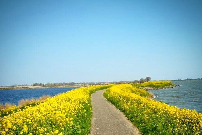Amsterdam's Countryside Half-Day Bike Tour in Small Group - What to Expect from the Experience