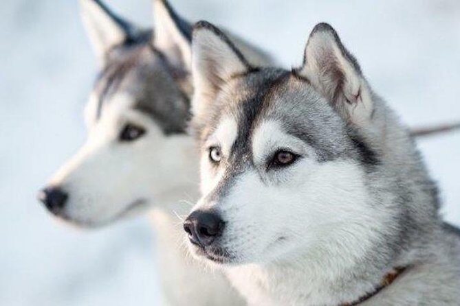 Apukka Husky Adventure in Rovaniemi - The Value of This Tour