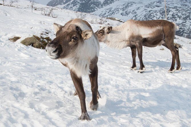 Arctic Fjords Road Trip - Final Thoughts