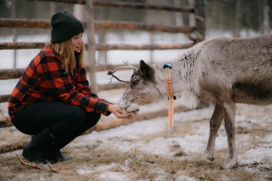 Arctic Reindeer Farm Experience with Snowshoeing in the Wild - What to Expect at the Reindeer Farm