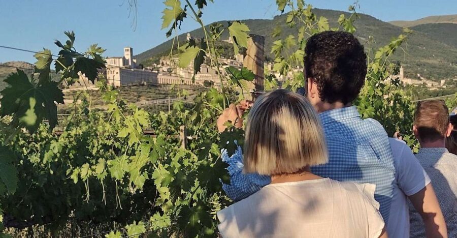 Assisi: Wine tasting, gourmet pairing, walk in the vineyards - Why this tour may be perfect for you