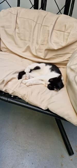 Athens: Cat Cafe Visit with Drink and Sweet - A Closer Look at the Athens Cat Café