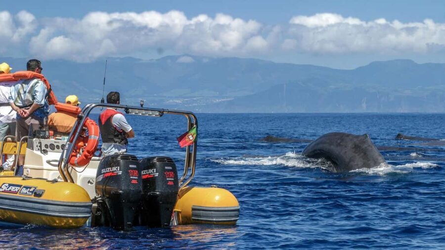 Azores: Whale Watching & Islet Boat Tour w/ Marine Biologist - What Makes This Tour Stand Out?