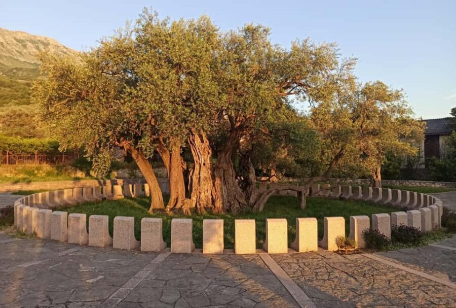 Bar: Montenegro Highlights Tour for Cruise Passengers - Scenic Drive to Skadar Lake National Park