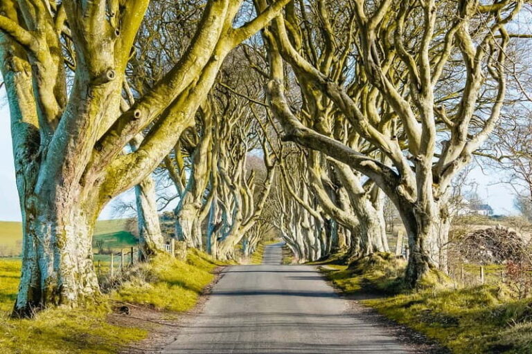 Belfast: Giant's Causeway, Dark Hedges, and Dunluce Castle - Transportation and Comfort