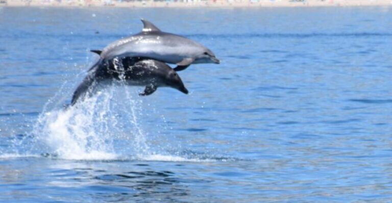 Benalmadena: Dolphin Watching Boat Tour - The Itinerary Breakdown