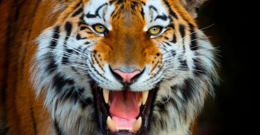 Benidorm: Terra Natura Theme Park 1-Day Tickets - What’s Practical for Your Visit?