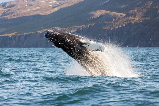 Big Whales & Puffins RIB boat tour from Húsavík - Practical Details & Considerations