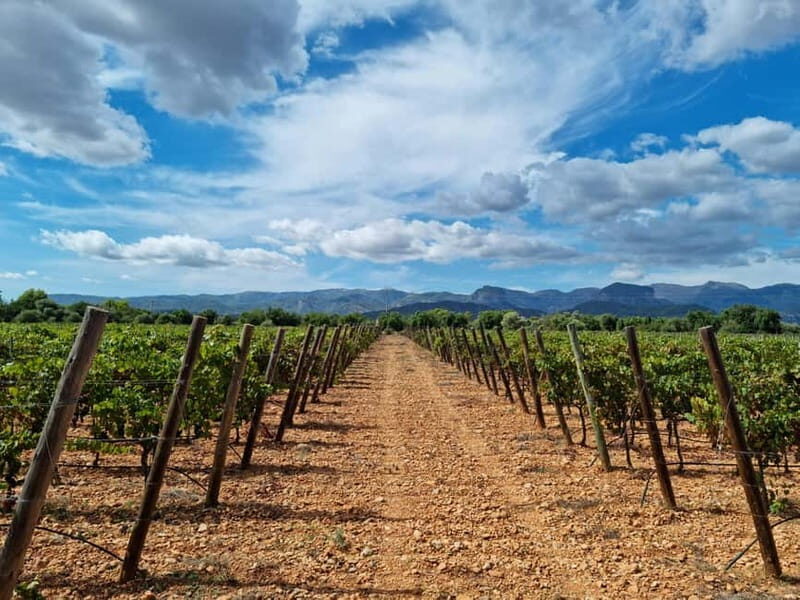 Binissalem: Individual vineyard tour and wine tasting in German - Who Will Love This Experience?