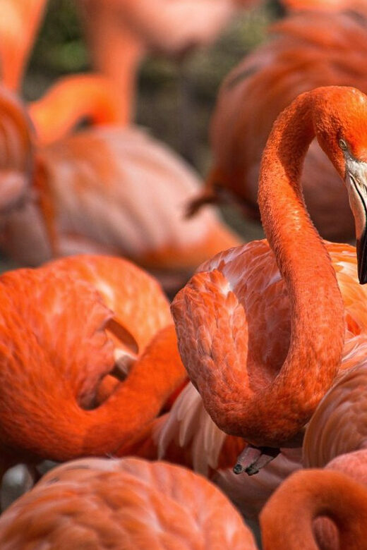 Blackpool: Zoo Admission Ticket - Practical Tips for Visiting Blackpool Zoo