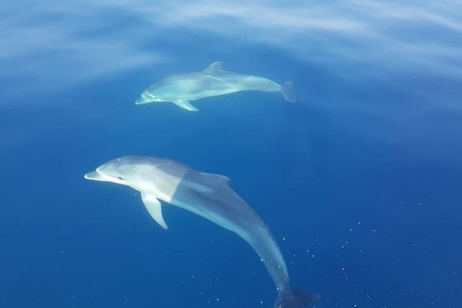 Blue Cave and Hvar Tour from Trogir - The Experience: What Travelers Say