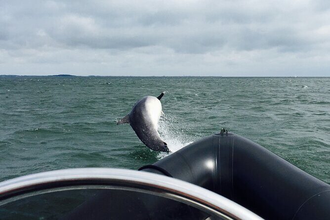 Boat Seafari Adventure - Why This Tour Works