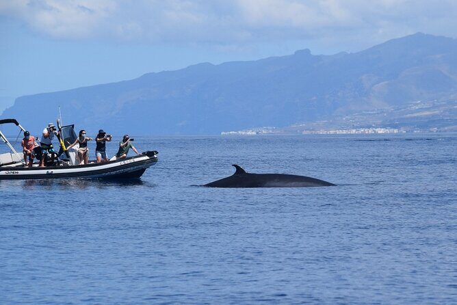 Bonadea II Ecological Whale Watching, 2 hours - FAQs