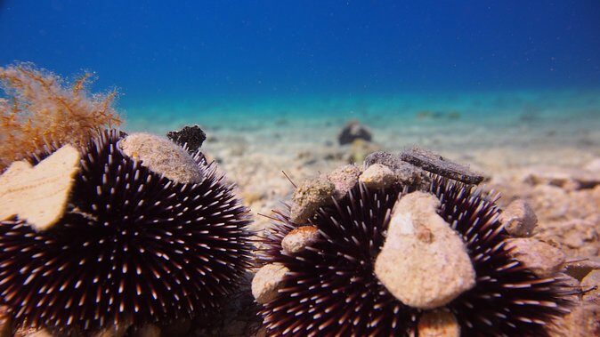 BRELA Bikini Dive *Try SCUBA DIVING* - Duration and Timing