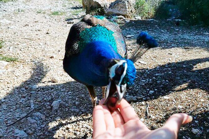 Brijuni National Park Boat Excursion from Pula. With a visit to the island - What the Reviews Say