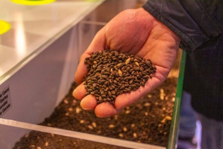 Bruges: History, Chocolate and Beer Walking Tour - The Value and Practicalities