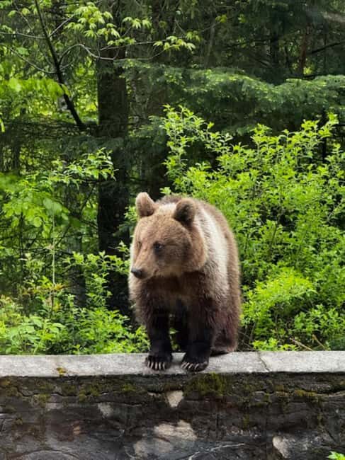 Bucharest: Top Gear Road - Transfgran Highway Day Trip - Analyzing the Value