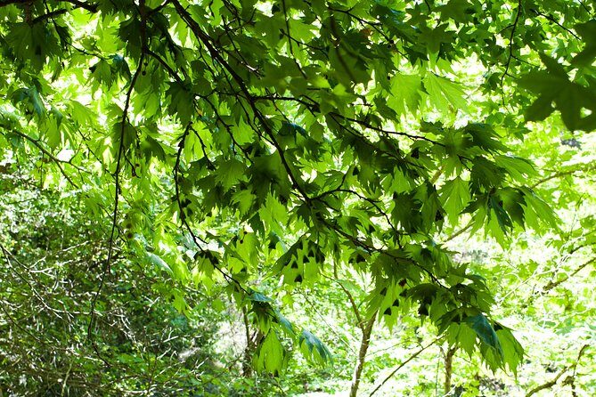 Butterfly Valley & Wine, Olive Oil, Honey Tasting Tour (Small Group) - Final Thoughts