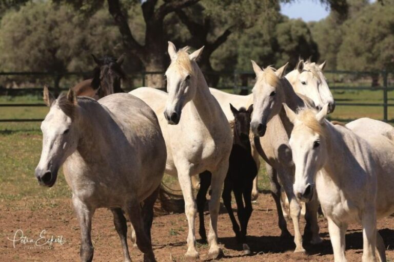 Cadiz: Andalusian Horses and Bulls Country Show - Authenticity and Value