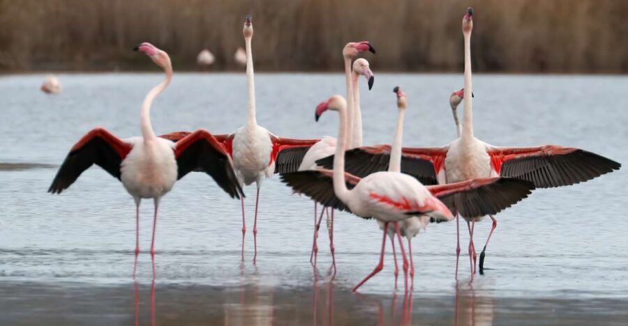 Cagliari: Molentargius Natural Park Segway Tour with Coffee - What to Expect and Practical Details