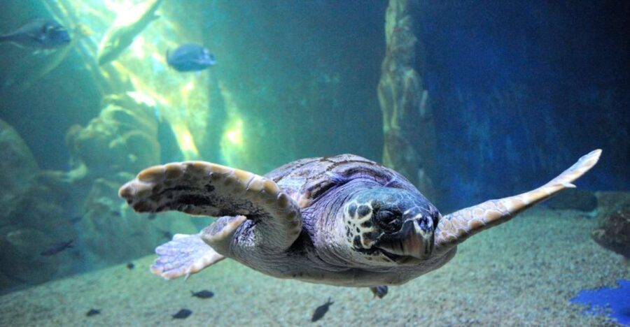 Cala Gonone: Cala Gonone Aquarium Entry Ticket - Why This Tour Works Well