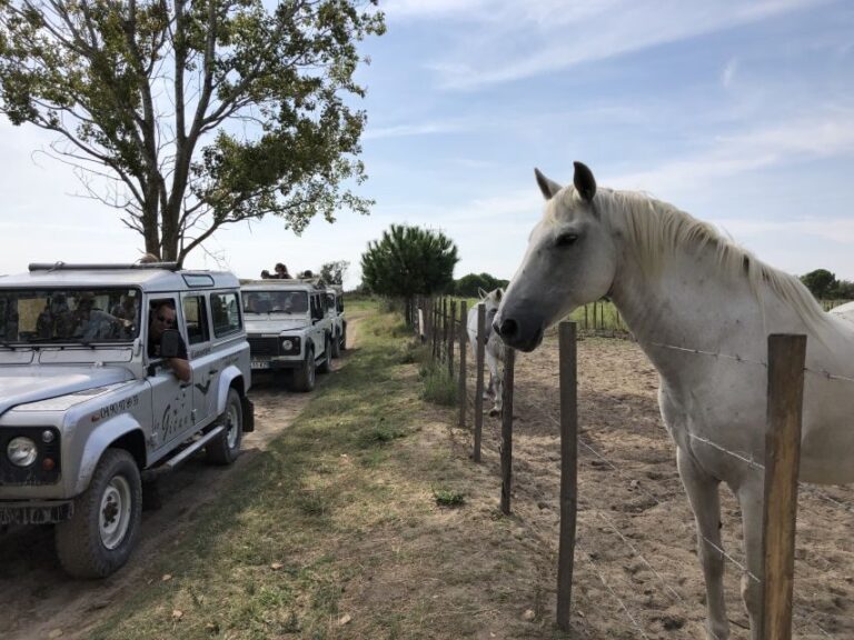 Camargue: Safari from Saintes-Maries-de-la-Mer - Final Thoughts: Is It Worth It?
