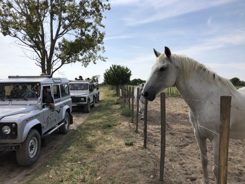 Camargue: Safari from Saintes-Maries-de-la-Mer - Final Thoughts: Is It Worth It?