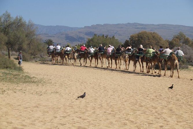 Camel Riding in Maspalomas Dunes - The Animal Welfare Question