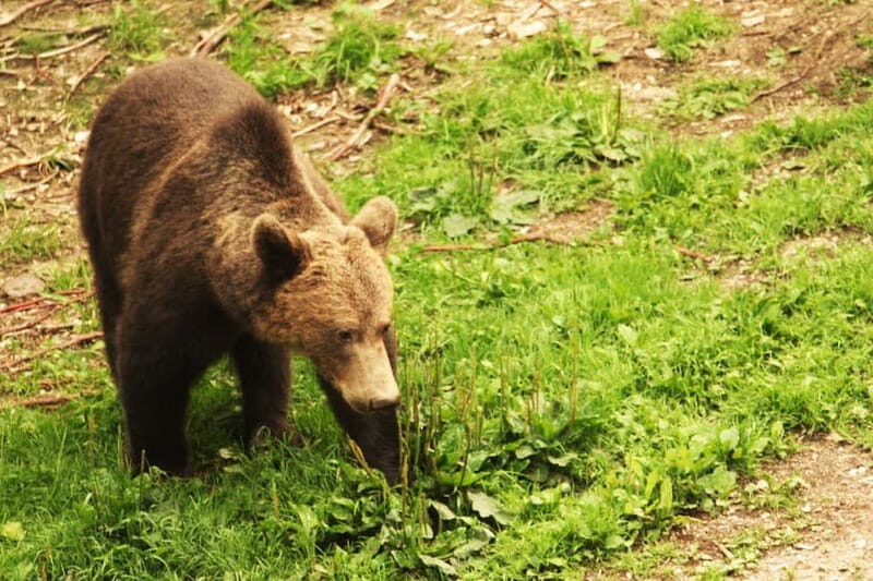 Carpathian Wilderness: A Wildlife Experience from Braov - The Value of the Tour