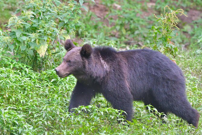 Carpathian Wilderness: A Wildlife Experience from Braov - What the Reviews Tell Us