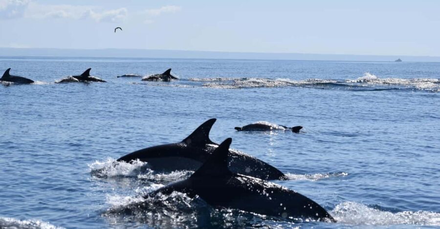 Cascais: Dolphin Watching Speedboat Tour - Why This Tour Stands Out