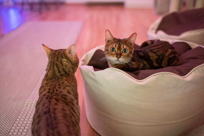 Cat Museum Budapest Entry Ticket - The Sum Up