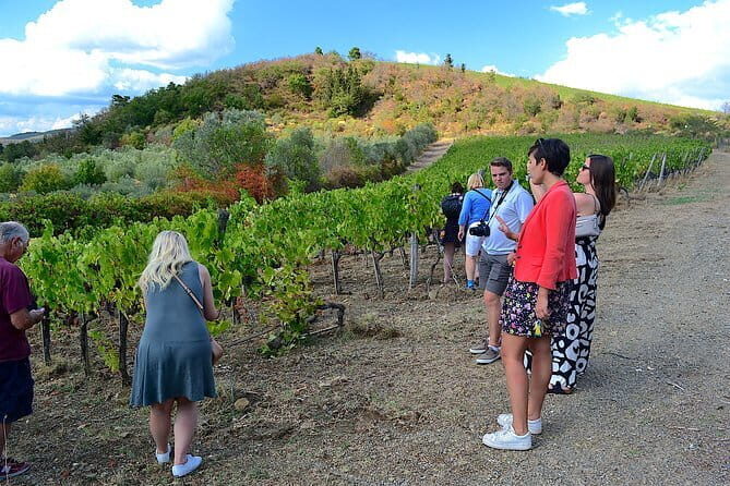 Chianti Classico and Super Tuscan 3 Winery Tour - Analyzing the Value and Cost