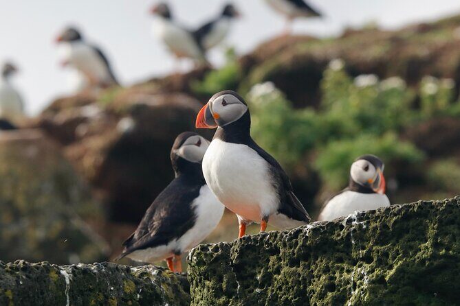 Classic Puffin Watching Cruise from Downtown Reykjavík - Considerations