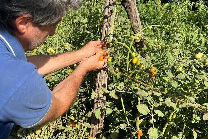 Cooking Class in a Typical Sorrento Garden - Who Will Love This Experience?